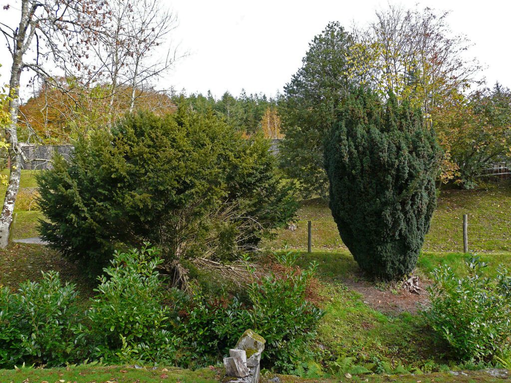 The Irish Yew - Taxus Baccata Fastigiata - Scotland's Yew Tree Heritage ...
