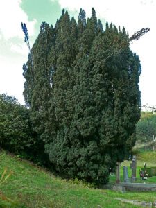 The Irish Yew - Taxus Baccata Fastigiata - Scotland's Yew Tree Heritage ...
