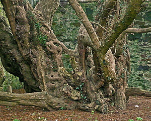 Fortingall - Scotland's Yew Tree Heritage Initiative